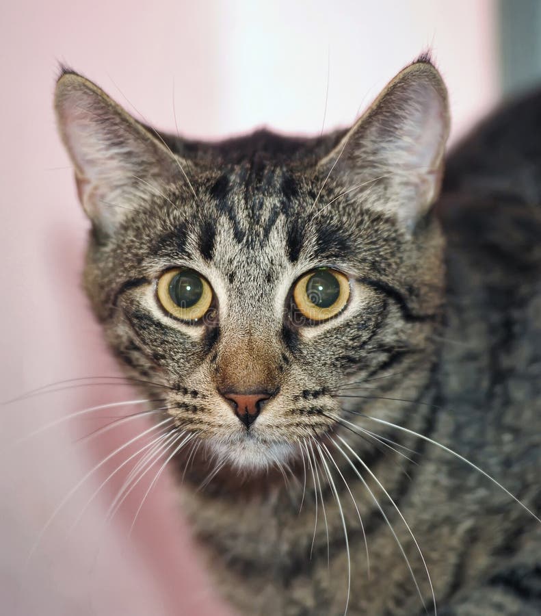 Tabby Cat with a Scared Look Stock Photo - Image of confused, focused ...
