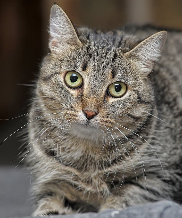 Tabby Cat with a Scared Look Stock Photo - Image of confused, focused ...
