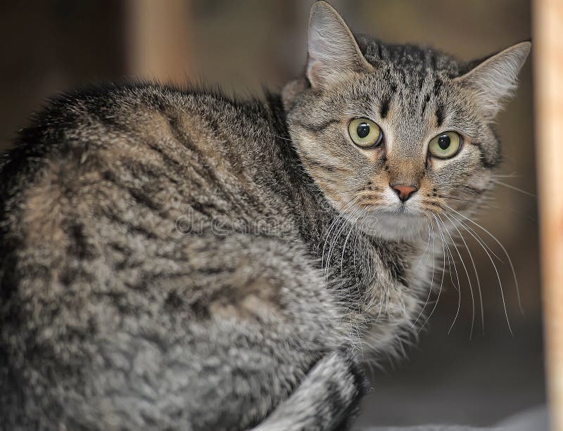 Tabby Cat with a Scared Look Stock Photo - Image of funny, focused ...