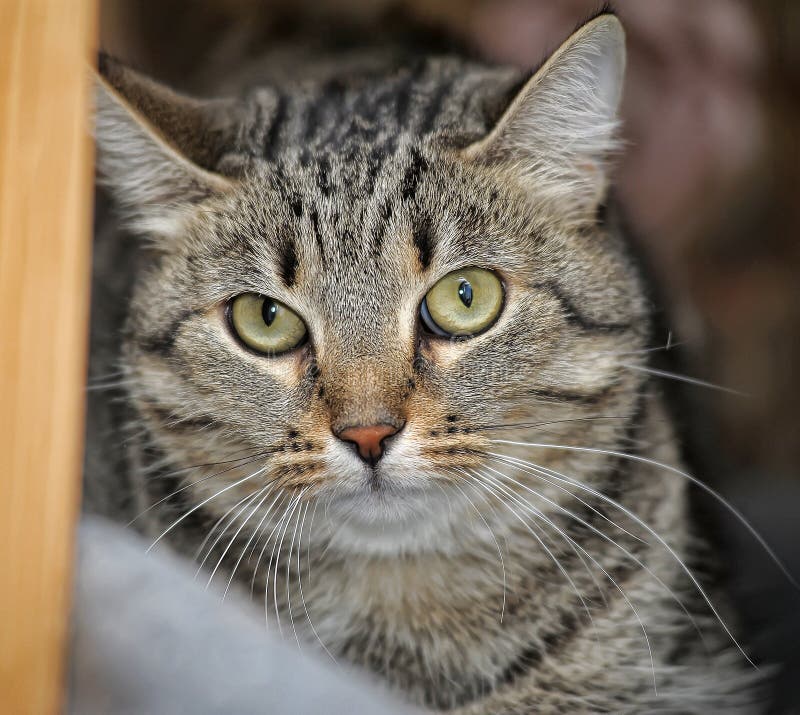 Tabby Cat with a Scared Look Stock Photo - Image of funny, angry: 52182252