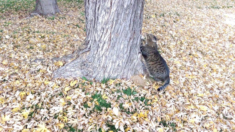Tabby Cat Scratching at a Tree Stock Photo - Image of sitting, tree ...