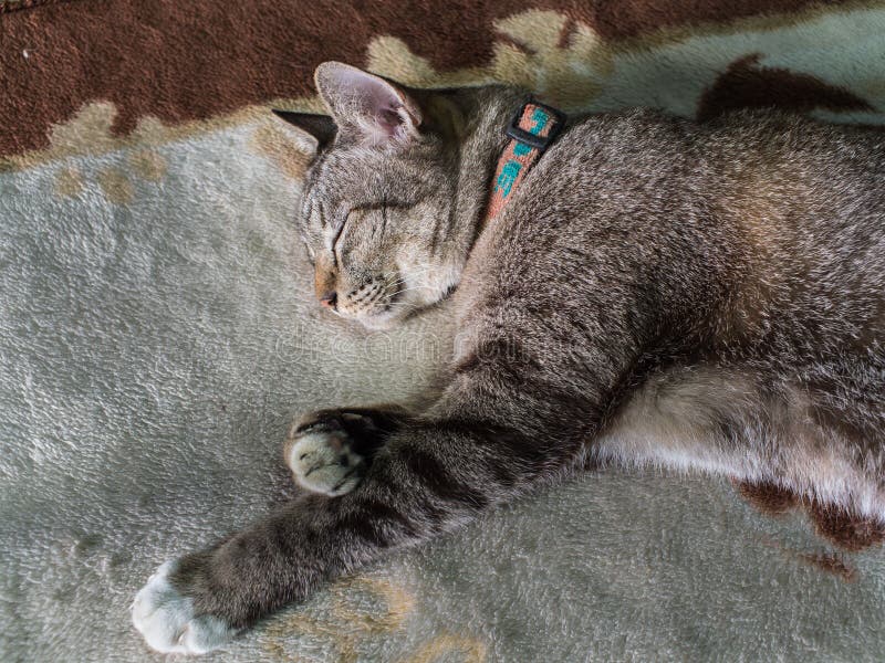 Tabby Cat Seeping Con Letargo Imagen de archivo - Imagen de purebred ...