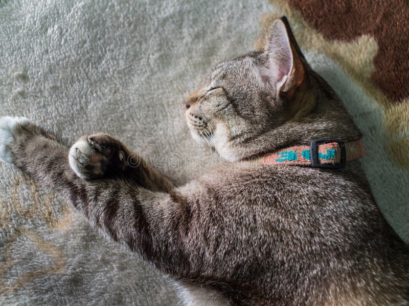 Tabby Cat Seeping Con Letargo Imagen de archivo - Imagen de peludo ...