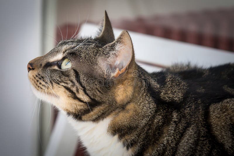 Side View Of Tabby Cat's Face Stock Photo - Image of flattering, cute ...