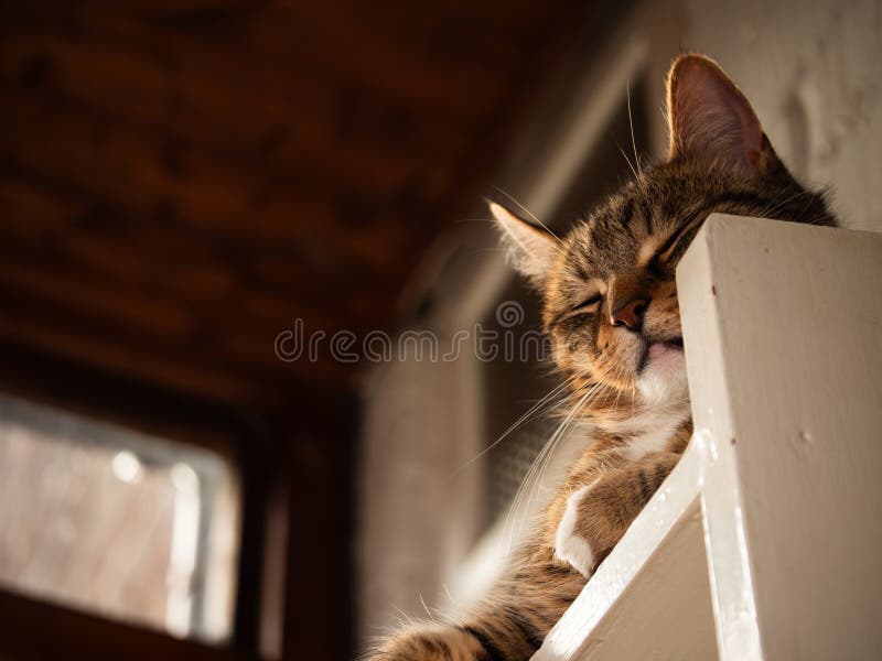 Tabby Cat Sits High on Shelf Looking Down Medium Stock Image - Image of ...