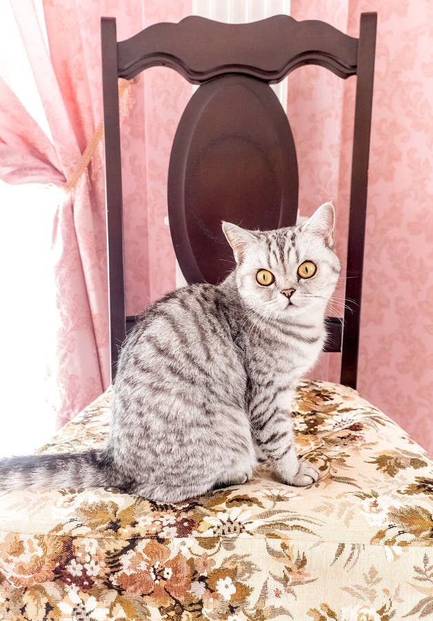 Tabby Cat Sitting on a Chair Stock Photo - Image of feline, kitten ...