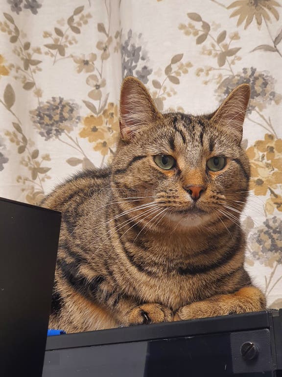 Tabby Cat Sitting on a Computer Stock Image - Image of tabby, curtains ...