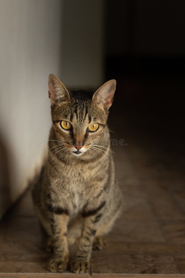 A Tabby Cat Sitting at the Door of the House. Stock Photo - Image of ...