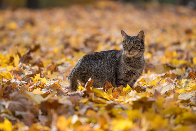 Tabby cat in fall leaves stock photo. Image of forest - 105994254