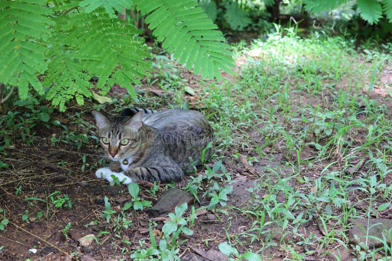 Tabby Cat Sitting on the Ground in a Tropical Forest Stock Photo ...