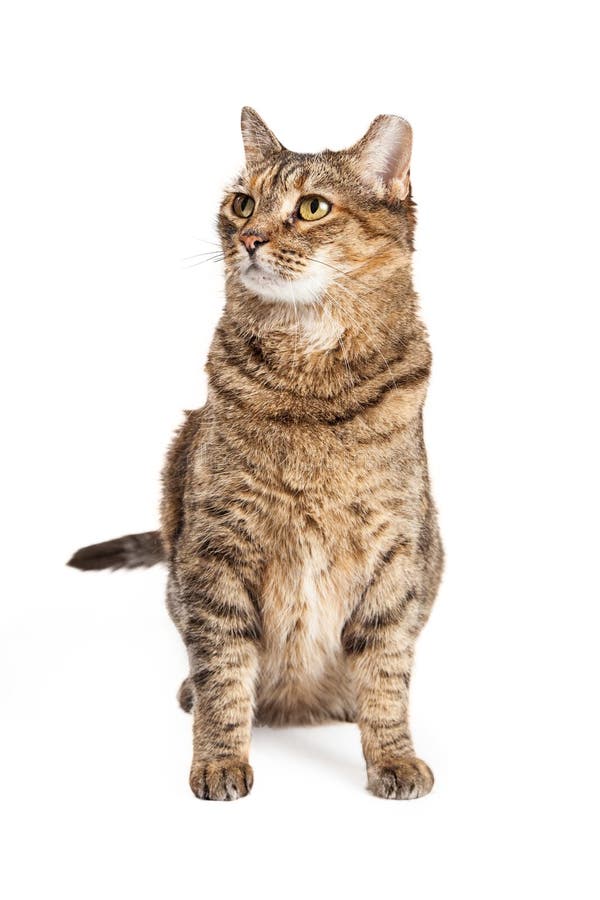 Tabby Cat Sitting Looking Up and Side Stock Photo - Image of tabby ...