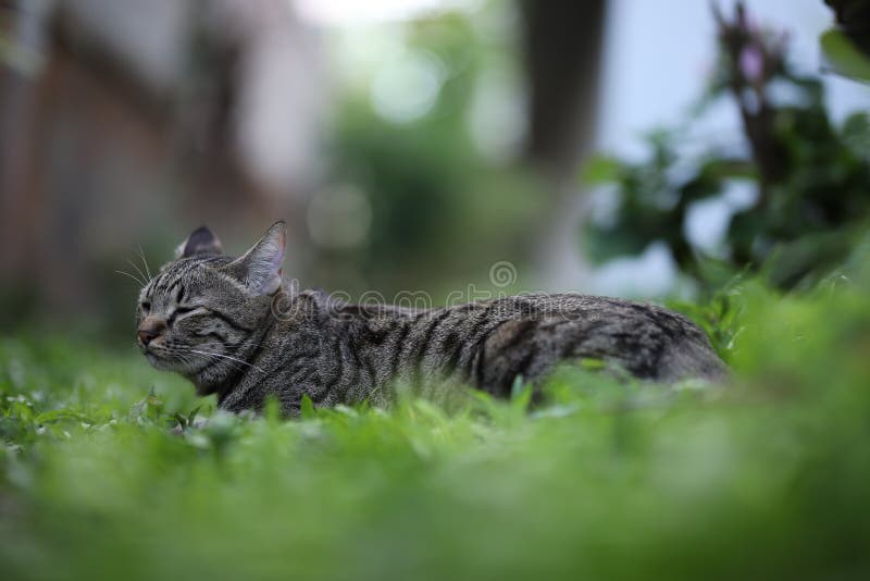 Tabby Cat Sitting with Scene Nature Green Stock Photo - Image of male ...
