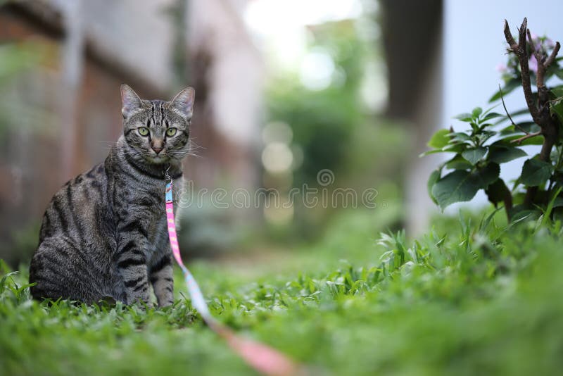 Tabby Cat Sitting with Scene Nature Green Stock Image - Image of ...