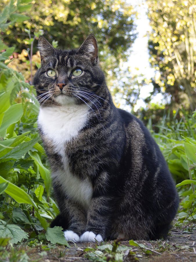 Tabby Cat Sitting and Waiting in the Garden Outdoors Stock Photo ...