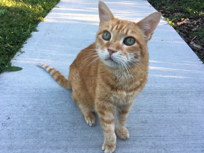 A Tabby Cat Looking at a Bird Stock Image - Image of domestic, portrait ...
