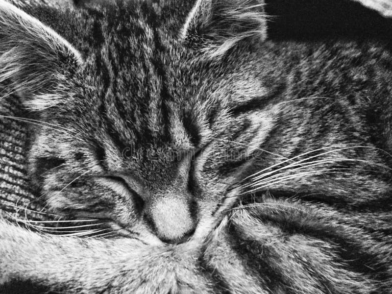 Tabby Cat Sleeping Picture. Image: 109911674