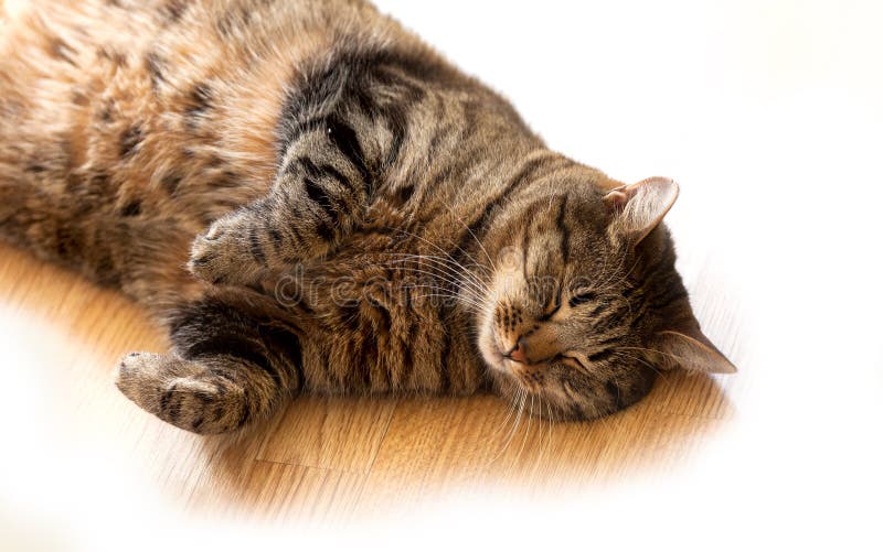 Tabby Cat Sleeping on the Floor Lying on Its Side Stock Image - Image ...
