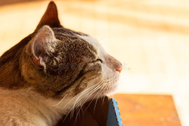 A Tabby Cat Sleeping Inside a Box. Stock Image - Image of domestic ...