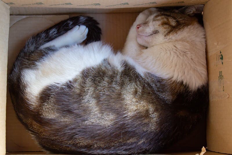 A Tabby Cat Sleeping Inside Cardboard Box. Stock Image - Image of ...