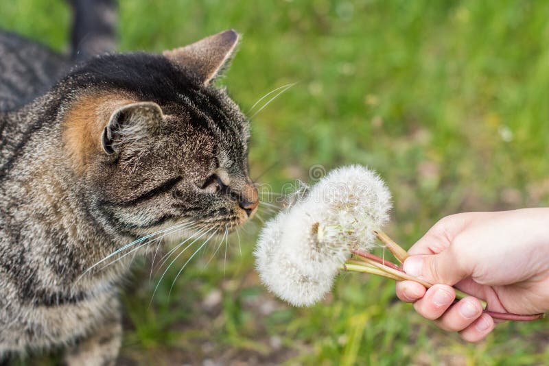 127 Cat Hand Sniff Stock Photos - Free & Royalty-Free Stock Photos from ...