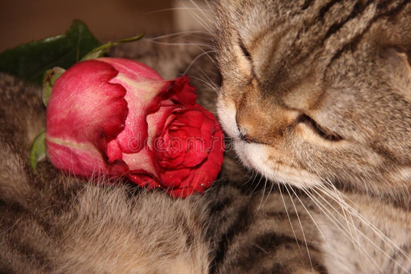 A Tabby Cat Sniffs a Pink Rose. a Pet and a Flower Stock Image - Image ...