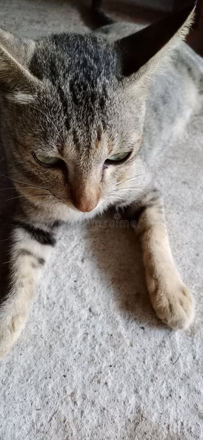 A Tabby Cat is Squating on the Floor Stock Photo - Image of squting ...