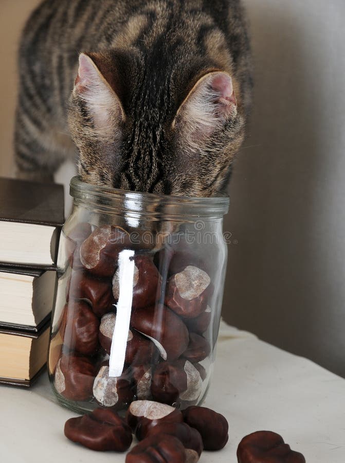 Tabby Cat with Stack of Books and a Jar of Chestnuts. Puts Head in a ...
