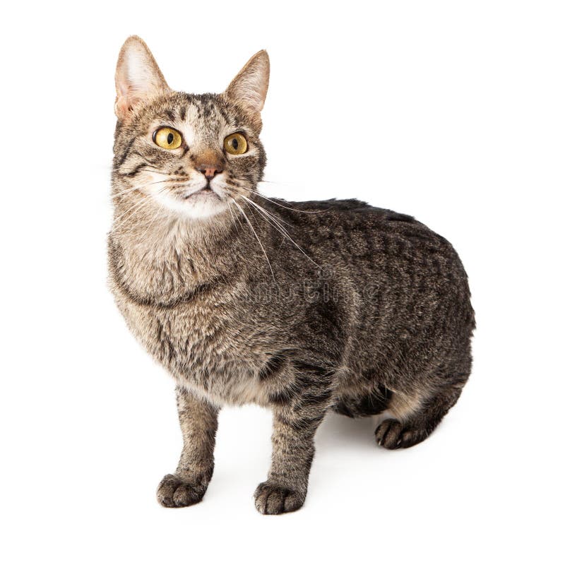 9,812 Standing Tabby Cat Stock Photos - Free & Royalty-Free Stock ...