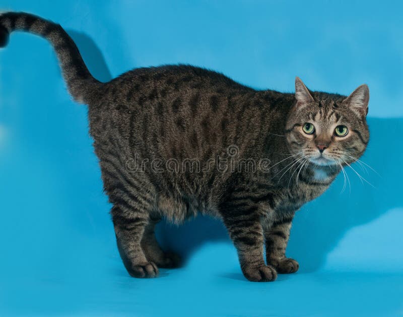 Tabby cat standing on blue stock image. Image of green - 43221555