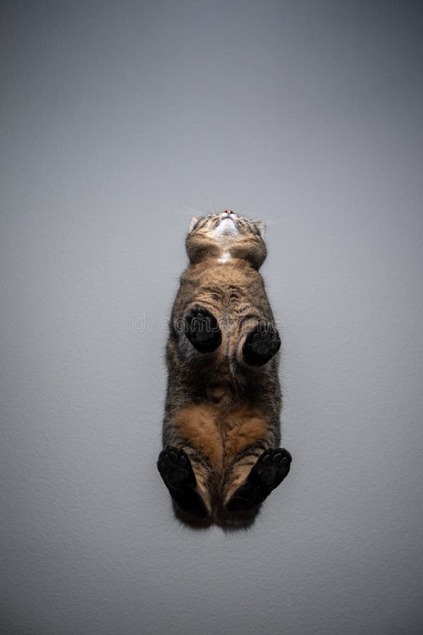 145 Bottom View Cat Glass Table Stock Photos - Free & Royalty-Free ...