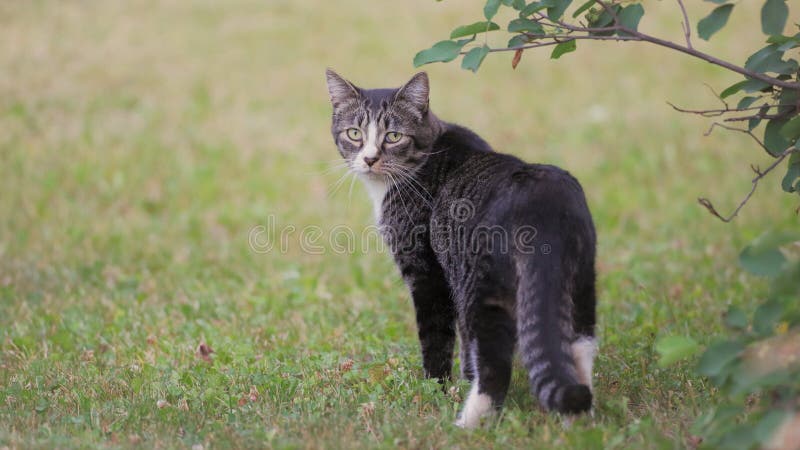 Tabby Cat Outdoors, Looking Back Stock Photo - Image of mammals ...