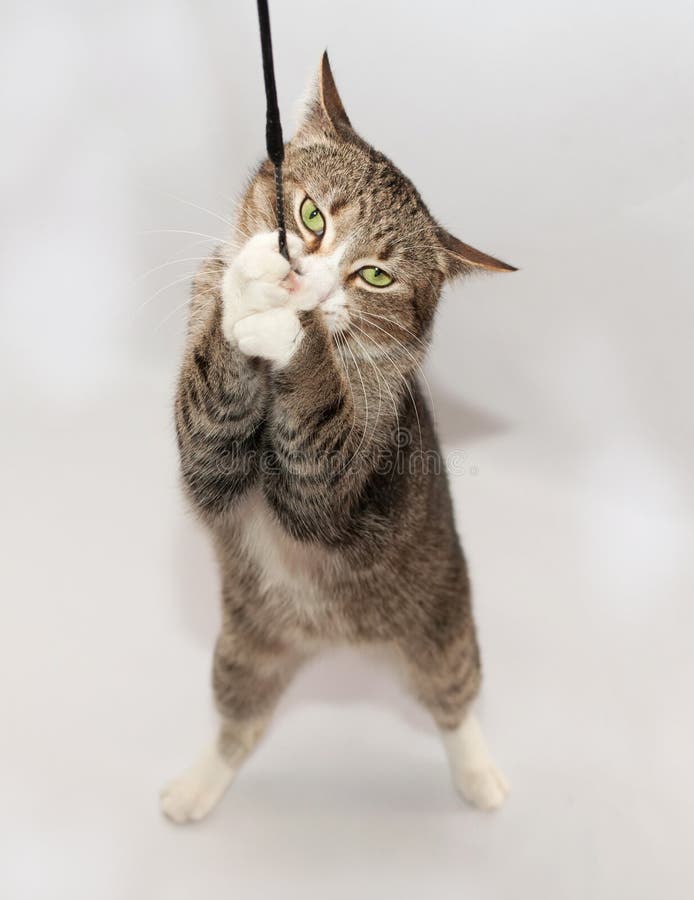 Tabby Cat Standing on Hind Legs Stock Photo - Image of mammal, striped ...