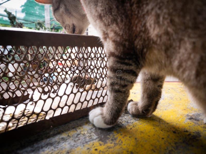 Tabby Cat Standing Over on the Rat Cage Trap Stock Image - Image of ...