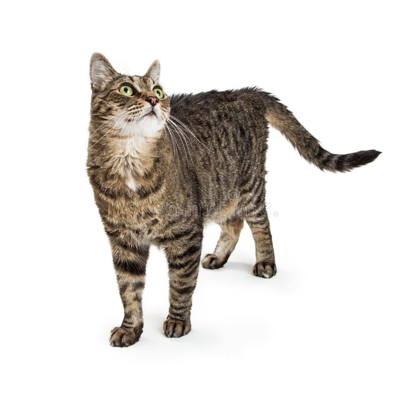 Cute Tabby Cat Isolated on White Stock Photo - Image of standing, home ...