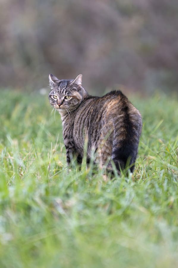 Tabby Cat with Straight Fur Standing in a Meadow Stock Image - Image of ...