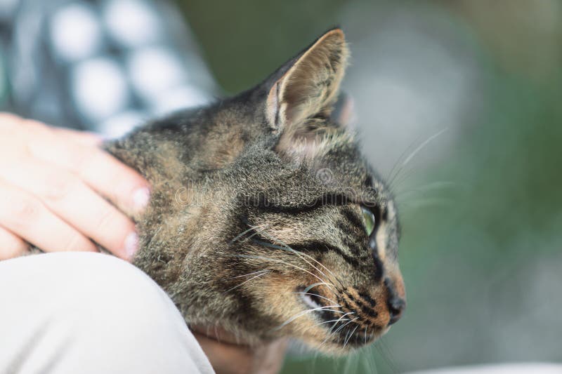 Tabby Cat with Striking Green Eyes Being Gently Petted by a Hand ...