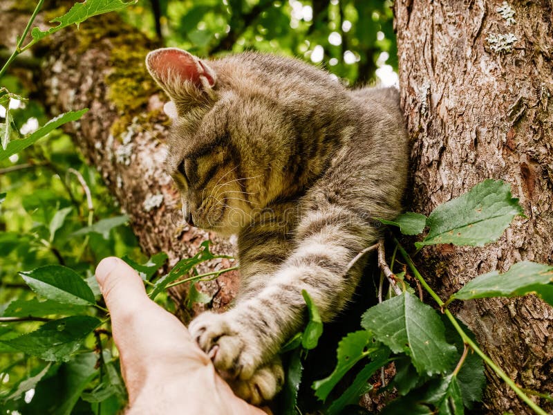 Tabby Cat Stuck on a Tree Holding His Owner Hand with Sharp Claws ...