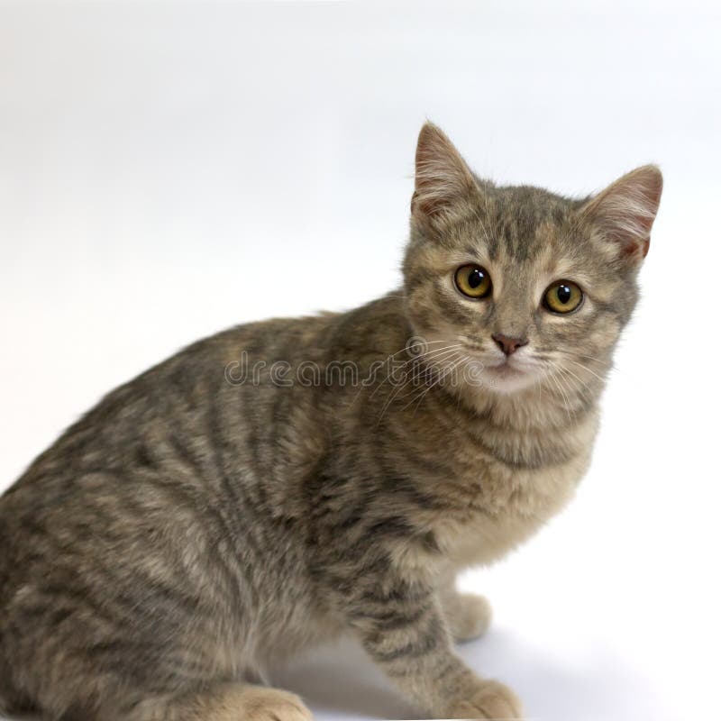 Isolated kitten stock photo. Image of dappled, downy, inspect - 743544