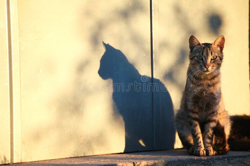 Tabby Cat with Sunset Light Stock Image - Image of eyes, outdoor: 310659577