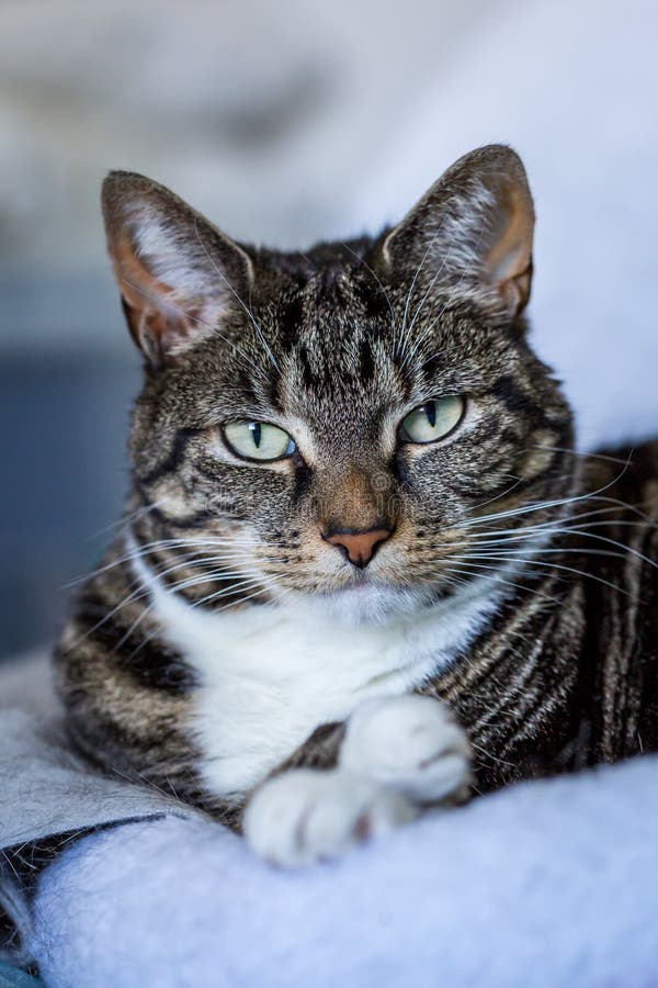 474 Tuxedo Tabby Cat Stock Photos - Free & Royalty-Free Stock Photos ...