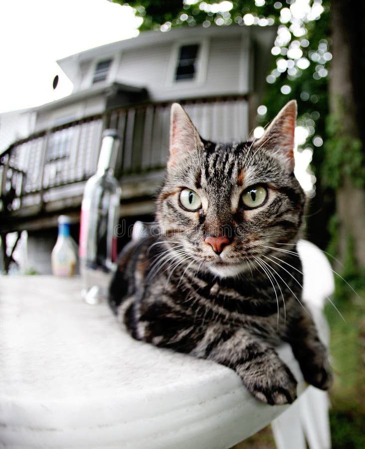 Tabby cat on a table stock photo. Image of ears, eyes - 14613424
