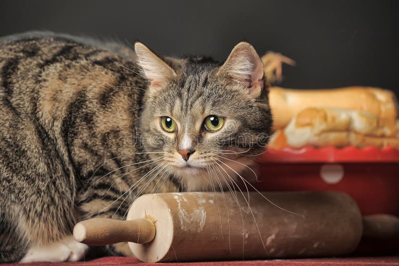 Tabby cat on a table stock image. Image of curious, modern - 181435523