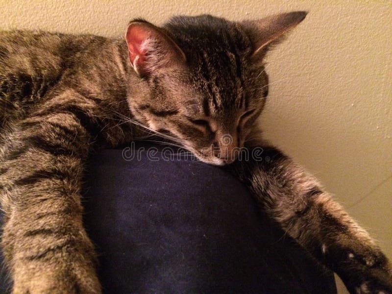 Tabby Cat Takes a Nap stock image. Image of tabby, takes - 98106357