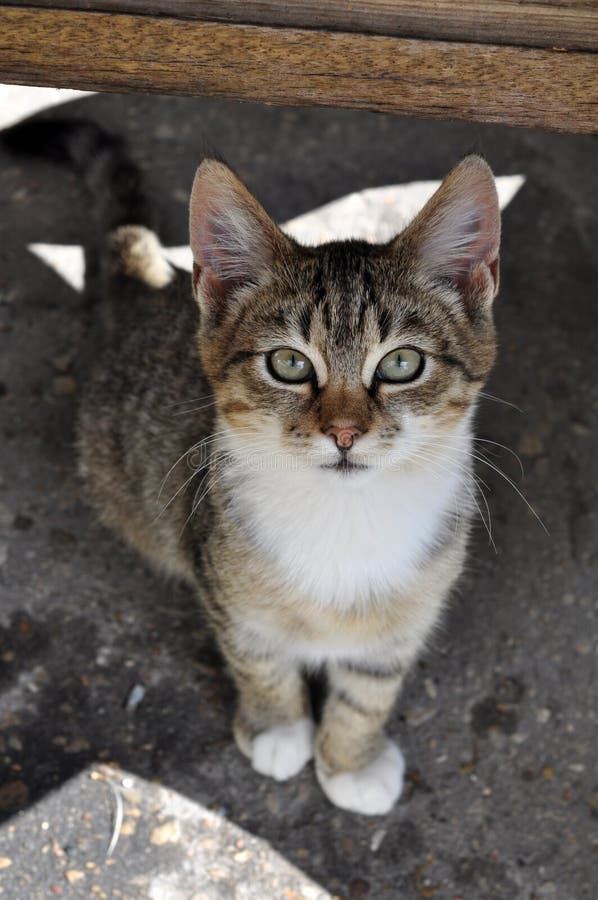 Tabby cat top view stock image. Image of clutches, kitten - 26142953