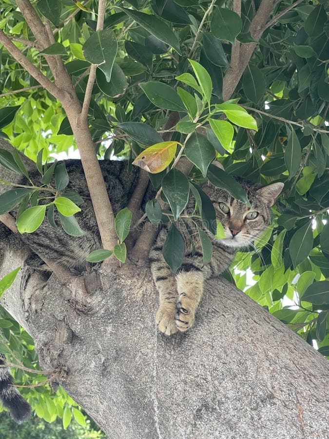 Tabby cat on a tree stock image. Image of blatt, jungle - 351249599