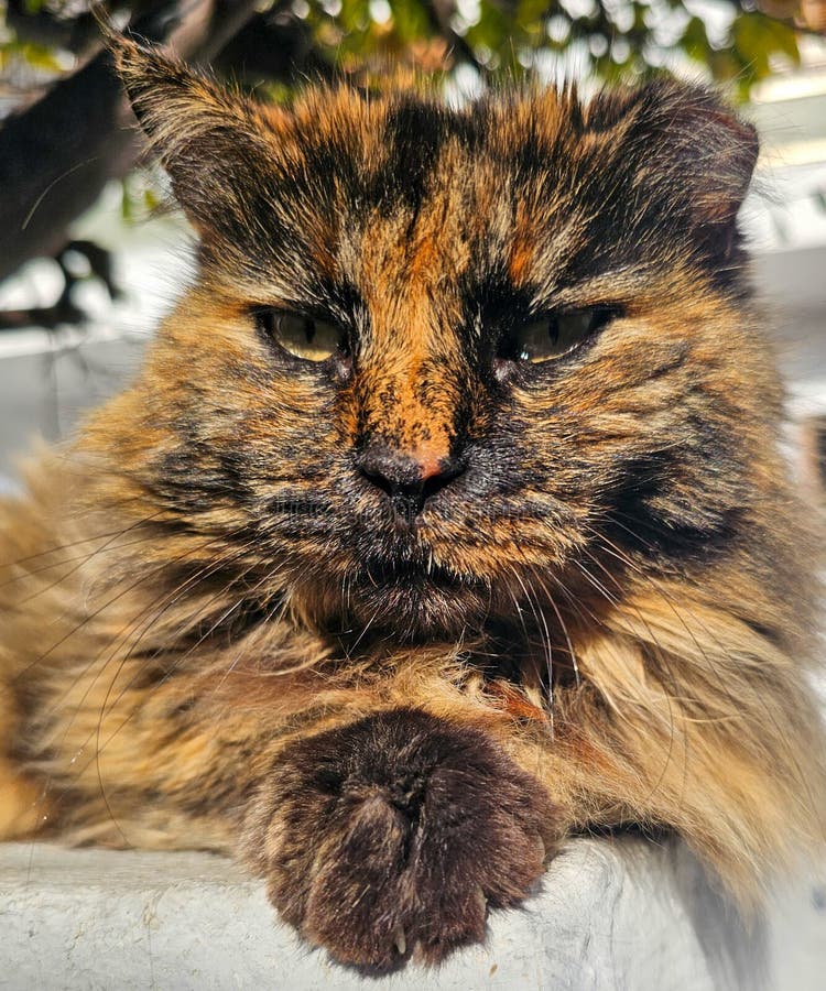 Tabby Cat with Unusual Colours Stock Image - Image of colours, tabbycat ...