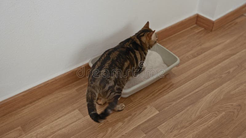 A Tabby Cat Using a Litter Box Indoors on a Wooden Floor in a Home ...