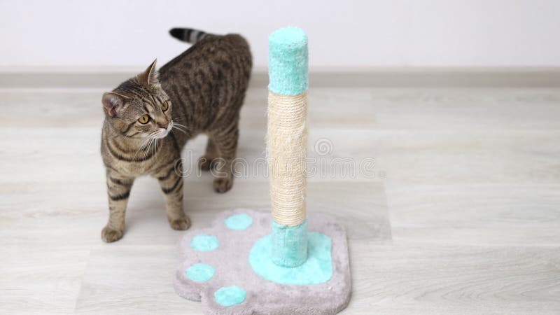 Tabby Cat Using Scratching Tower Tree for Nails. Home Stock Video ...