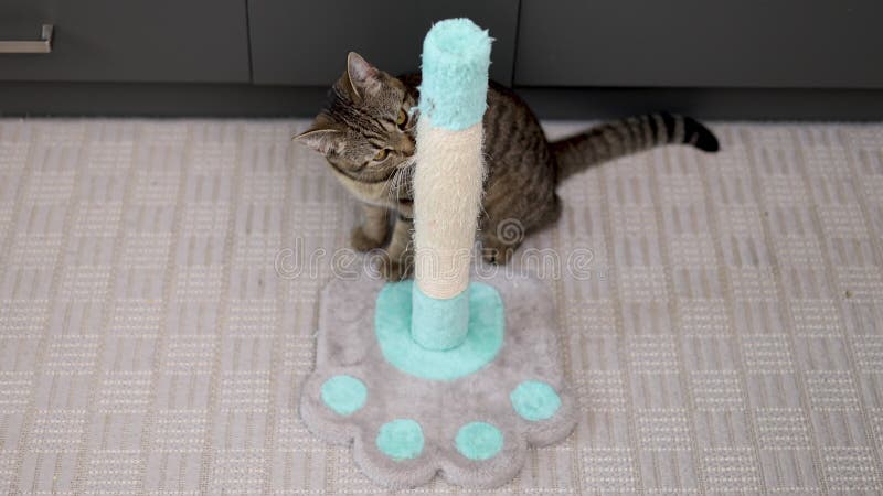 Tabby Cat Using Scratching Tower Tree for Nails. Home Stock Footage ...