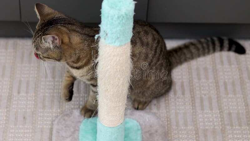 Tabby Cat Using Scratching Tower Tree for Nails. Home Stock Footage ...